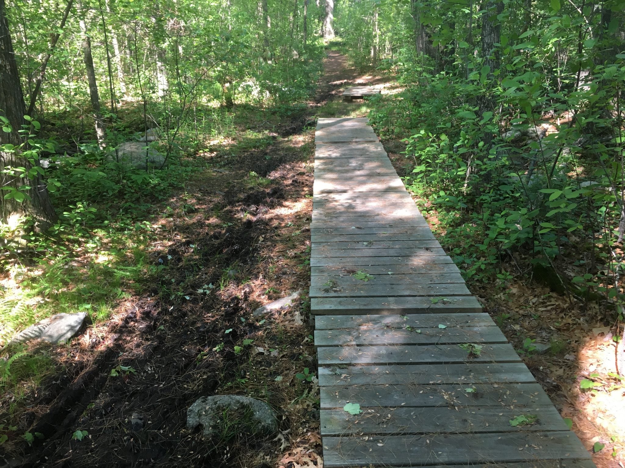 Guided walk: Sudbury Path & Needham Aqueduct Trail - The Swellesley Report