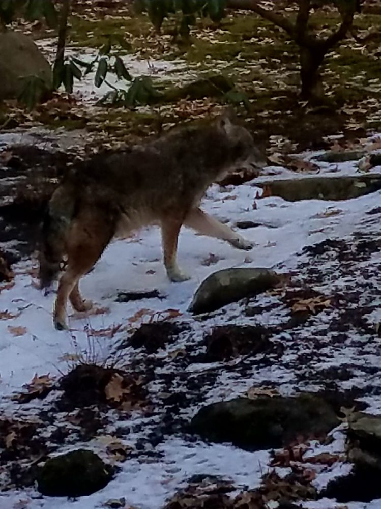 Wellesley is growing coyotes big these days - The Swellesley Report