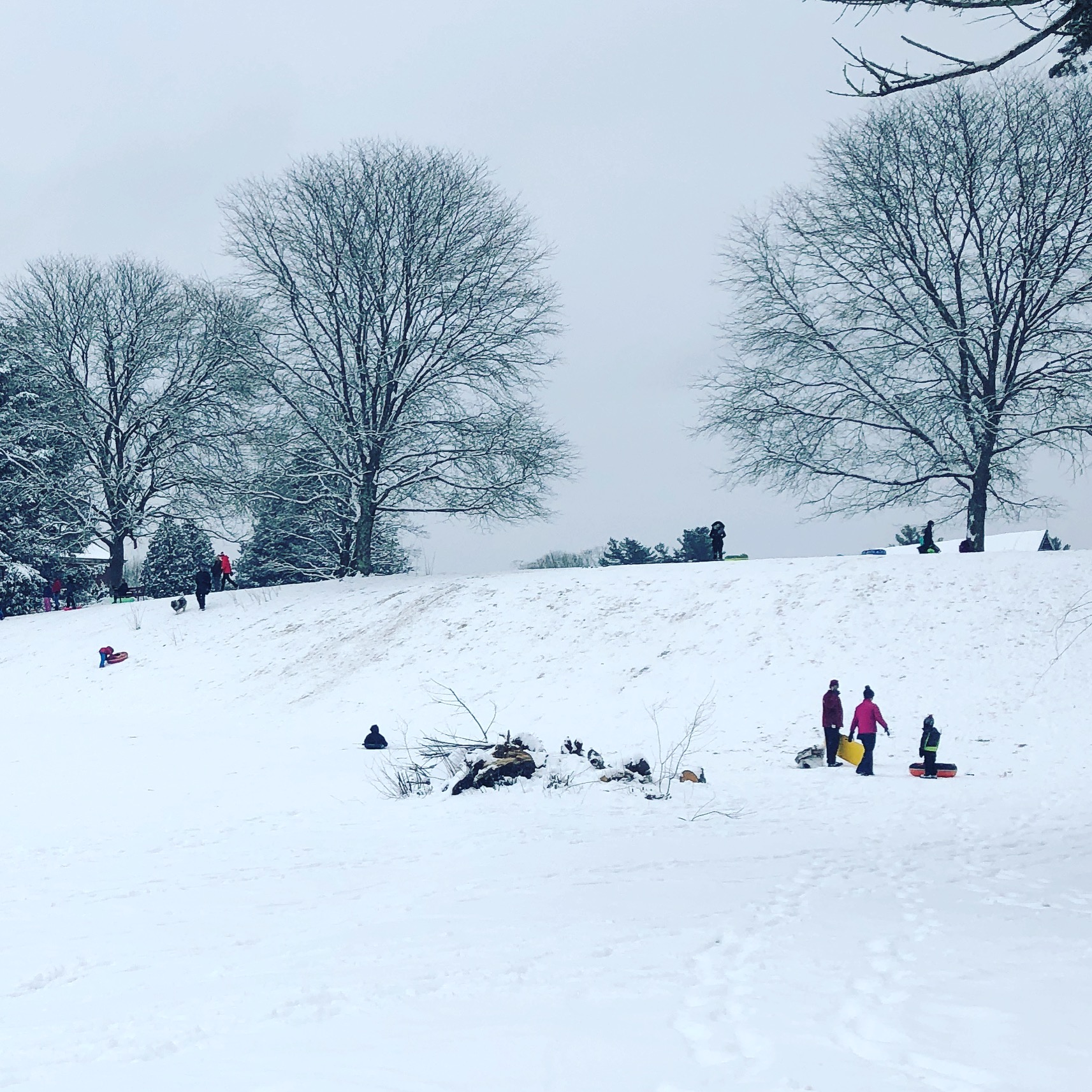MassHort shuts down Wellesley's beloved Elm Bank sledding hill - The ...