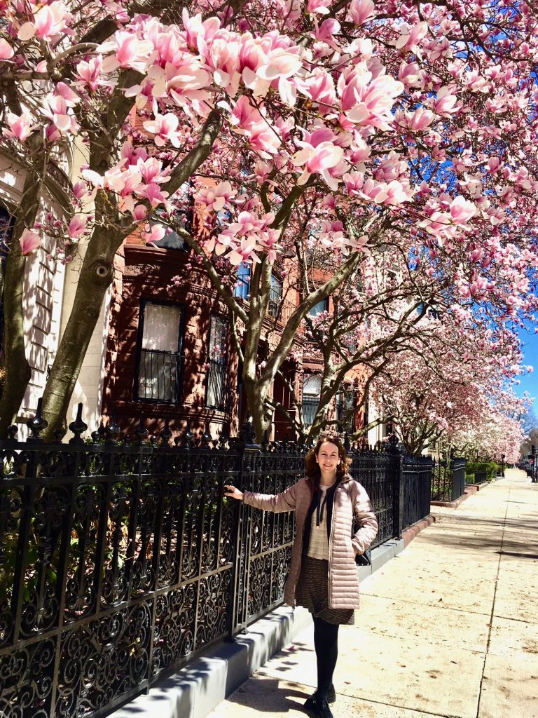 Beyond Wellesley: the magnolias are in full bloom in Boston's Back Bay ...