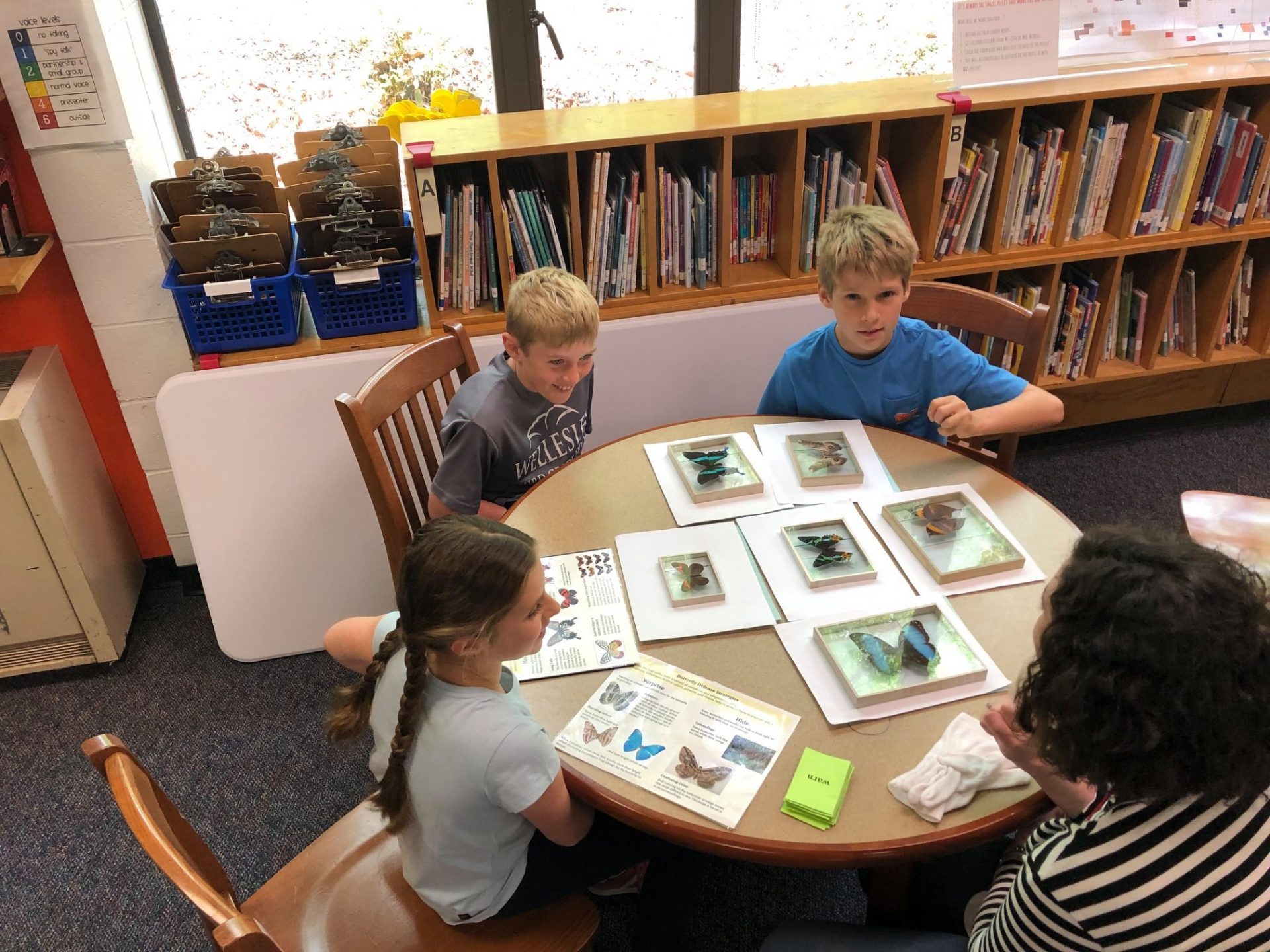 The hardest working butterflies in Wellesley - The Swellesley Report