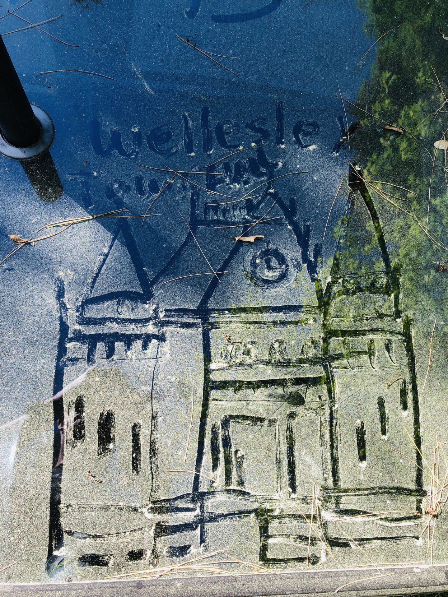 Wellesley pollen art exhibit: Exclusive world premiere - The Swellesley ...