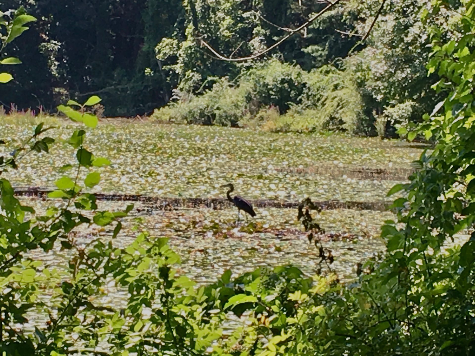 Morses Pond in Wellesley closes for season, Summer 2019 - The ...