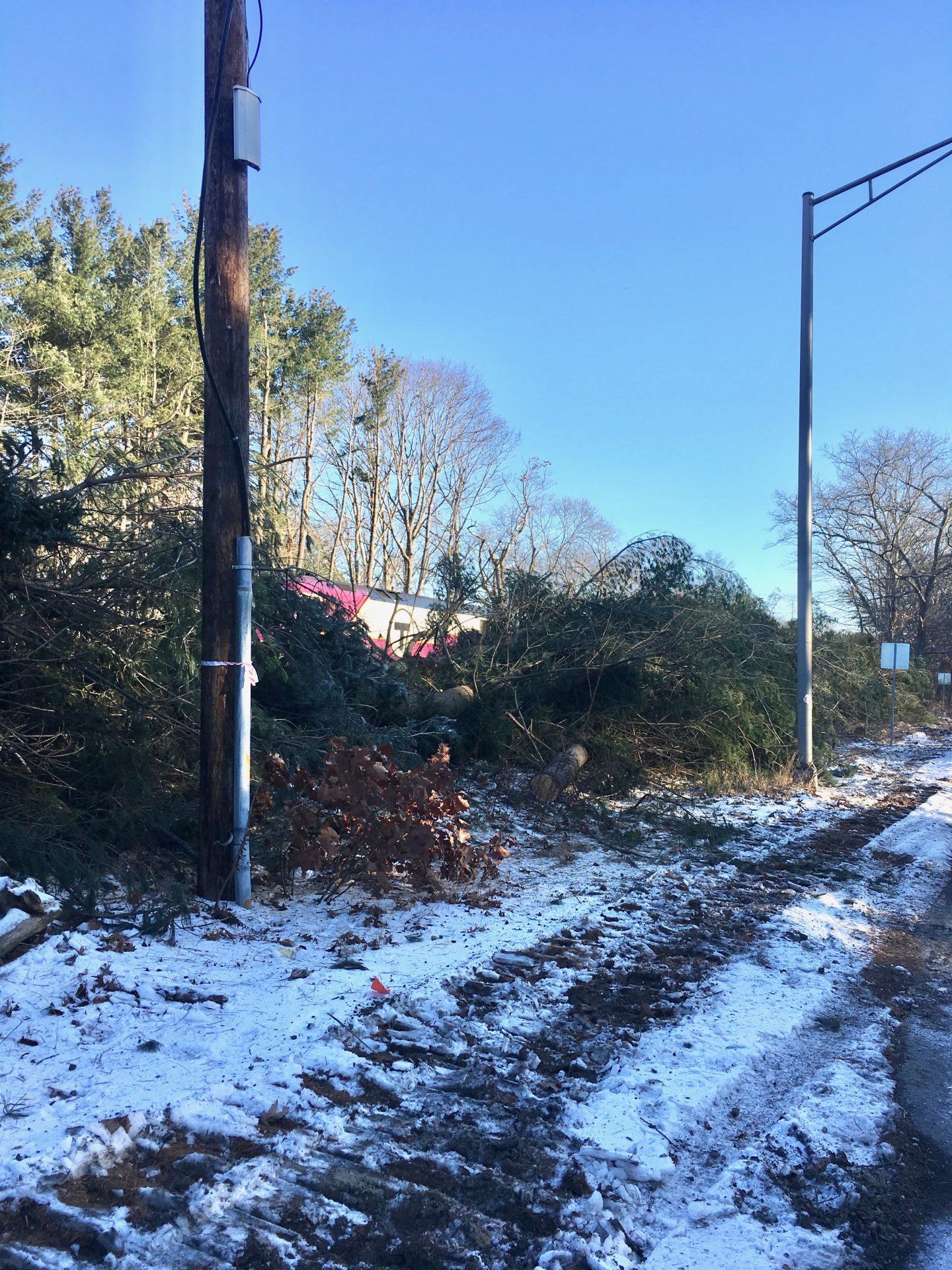 Why the MBTA has cut down dozens more Wellesley trees - The Swellesley ...