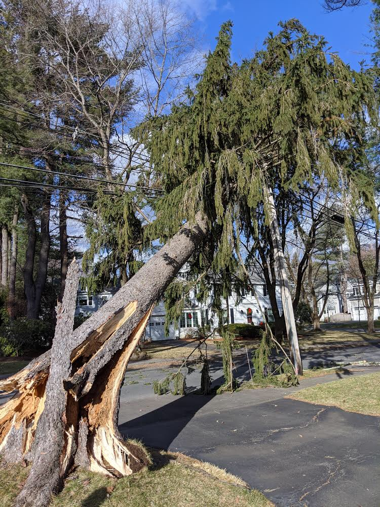 Tough day for Wellesley trees - The Swellesley Report