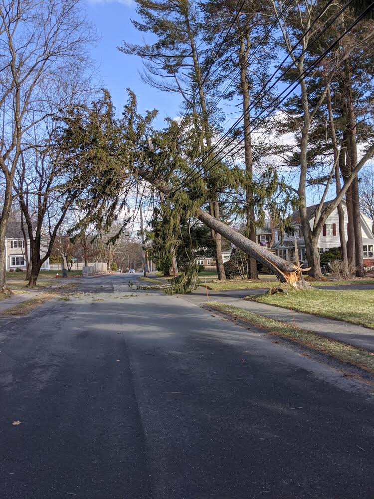 Tough day for Wellesley trees - The Swellesley Report
