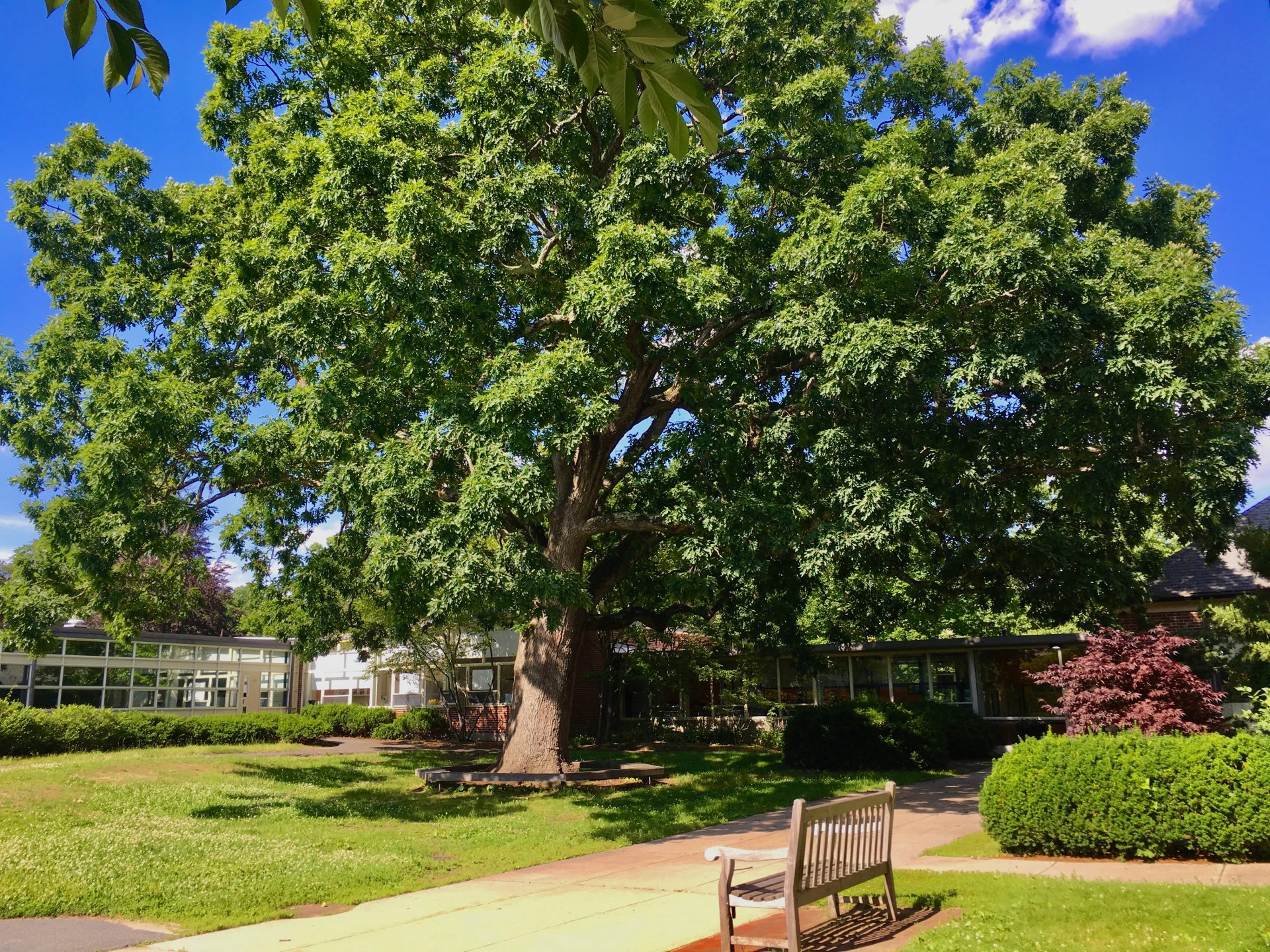 Beloved Hunnewell School White Oak tree gets "high risk" safety grade ...