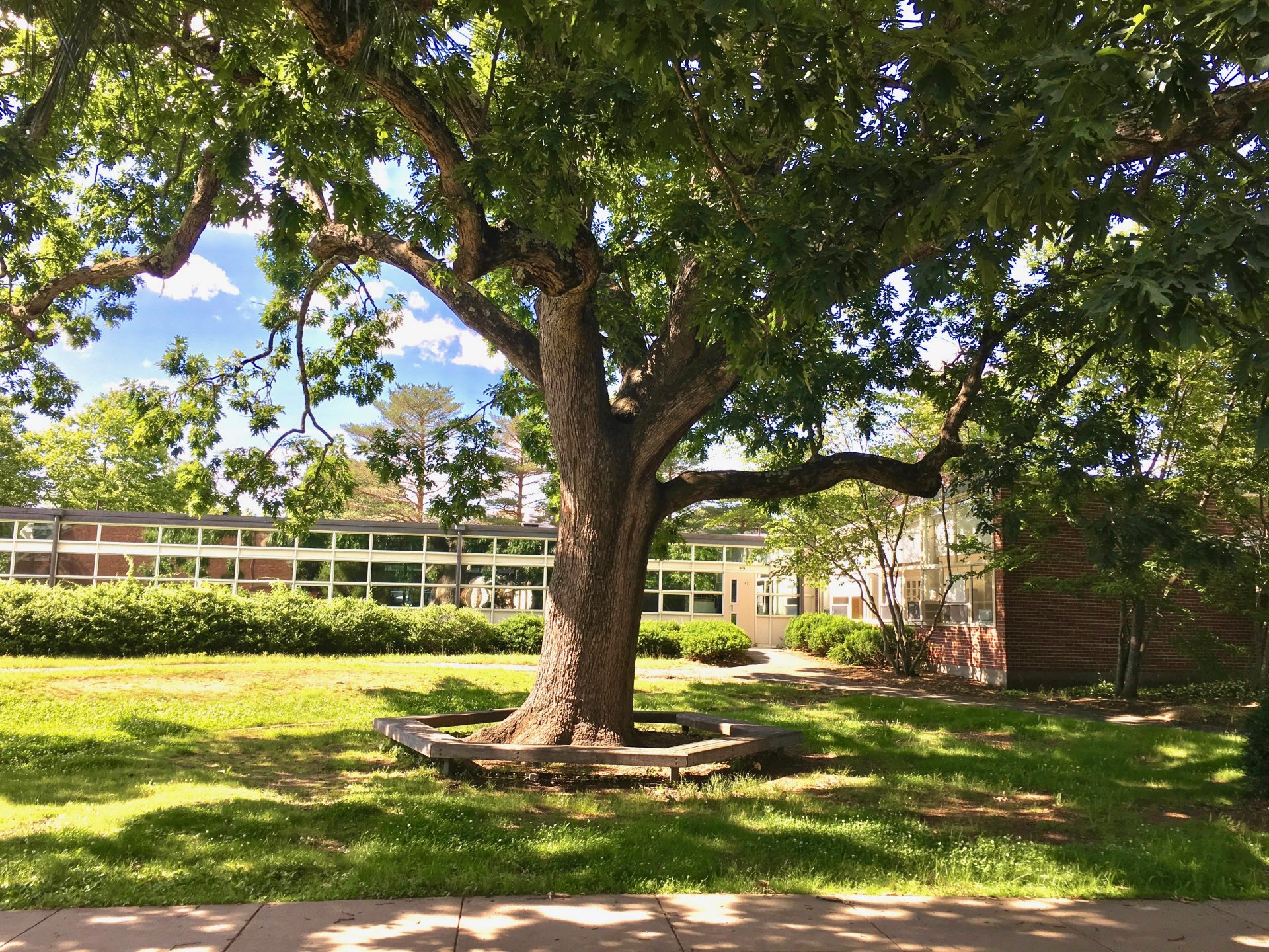Down goes the Hunnewell school white oak tree - The Swellesley Report