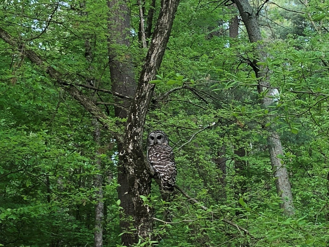 Having 1 of those owl-spotting, babies hatching, roof replacing ...