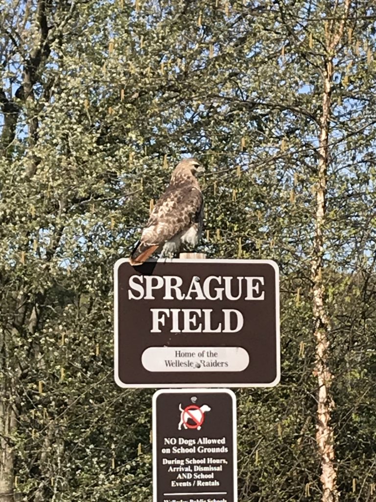 Wellesley wildlife thriving with the rest of us out of the way - The ...
