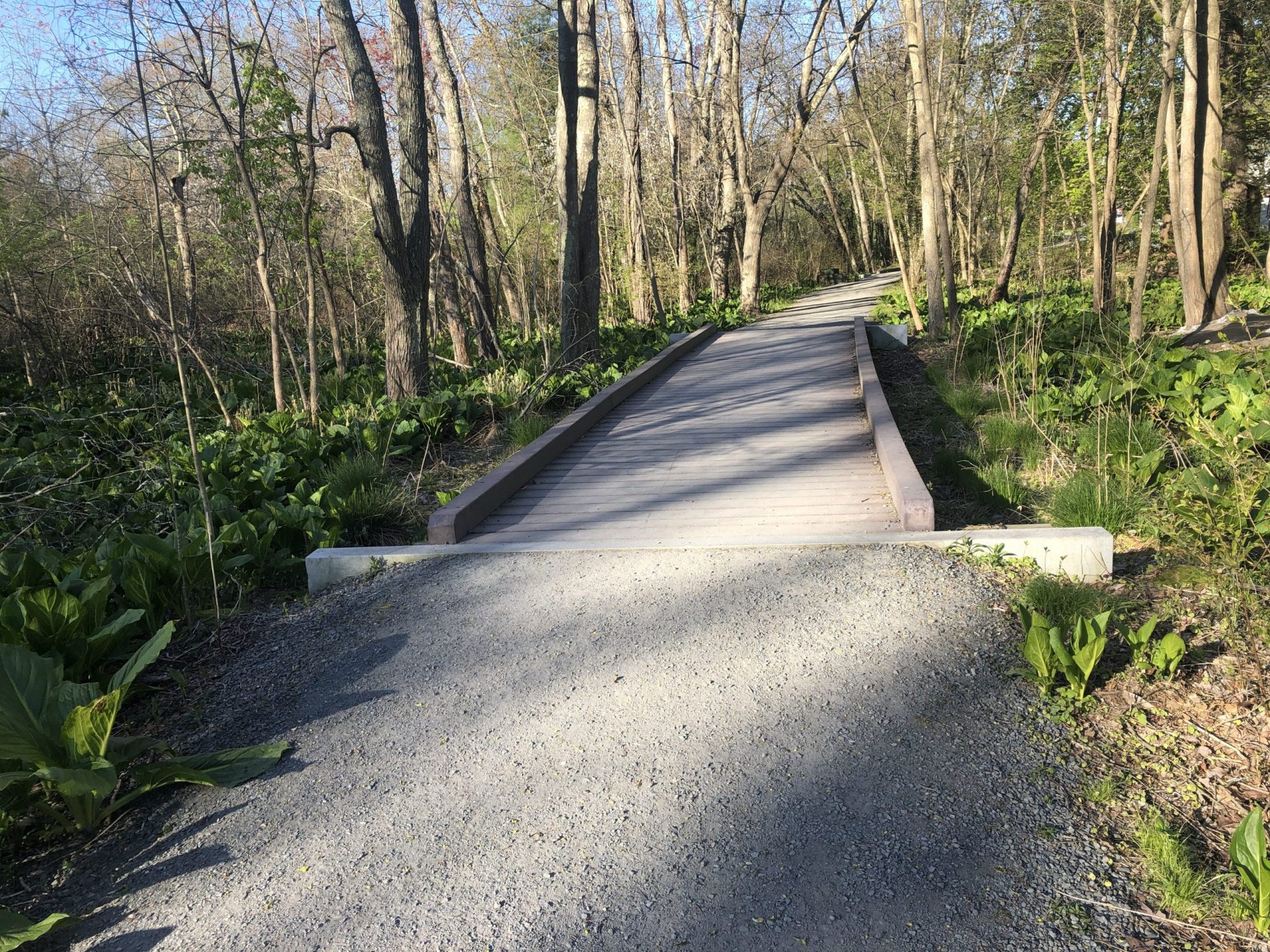 Braving the Brook Path - The Swellesley Report