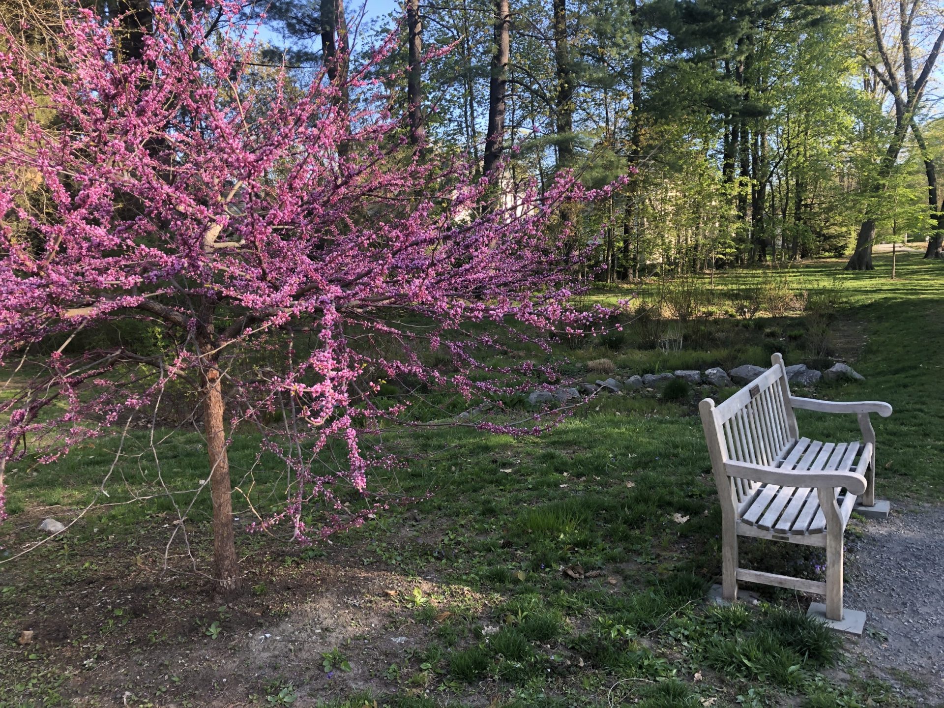 Braving the Brook Path - The Swellesley Report