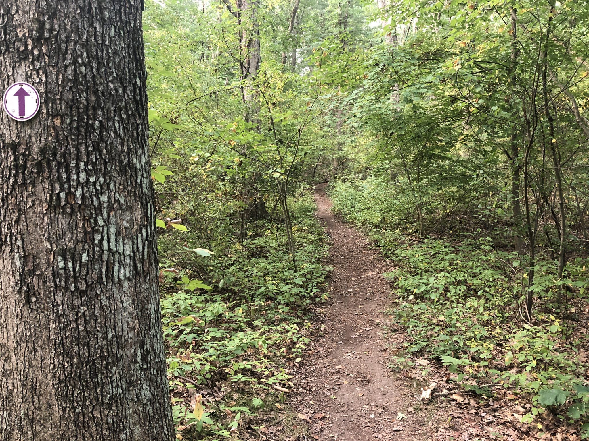 Natural Resources Commission—high school students help grow the town's ...