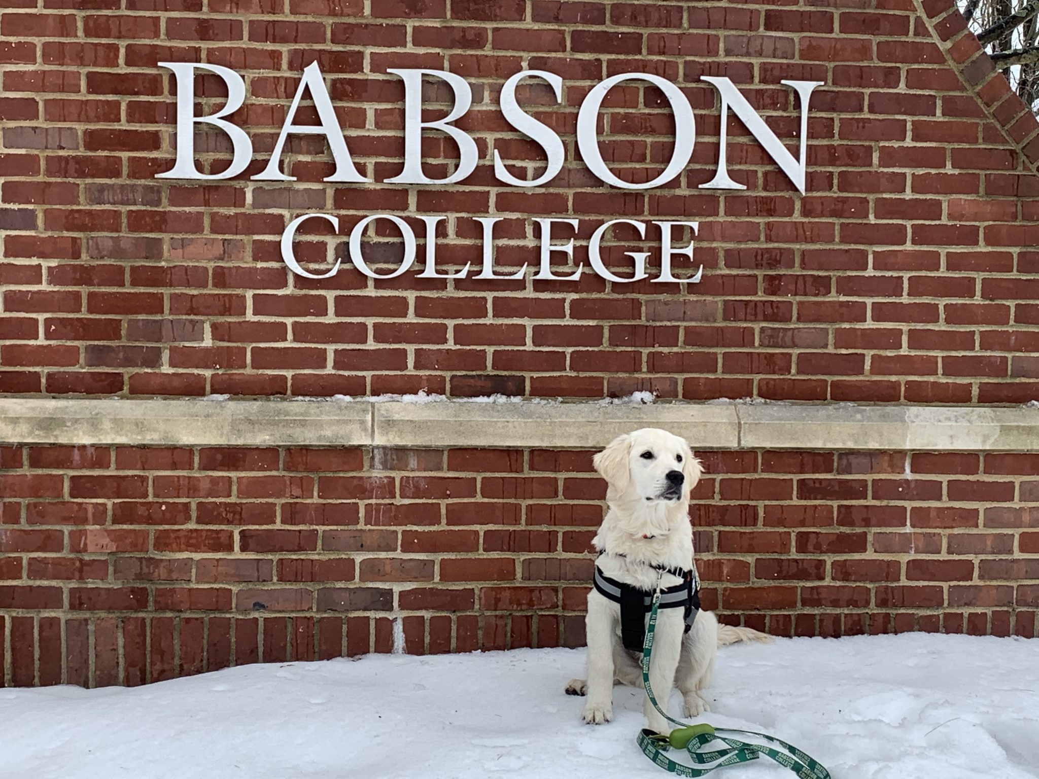 Cuteness alert: Babson College adds working puppy to the Wellesley ...