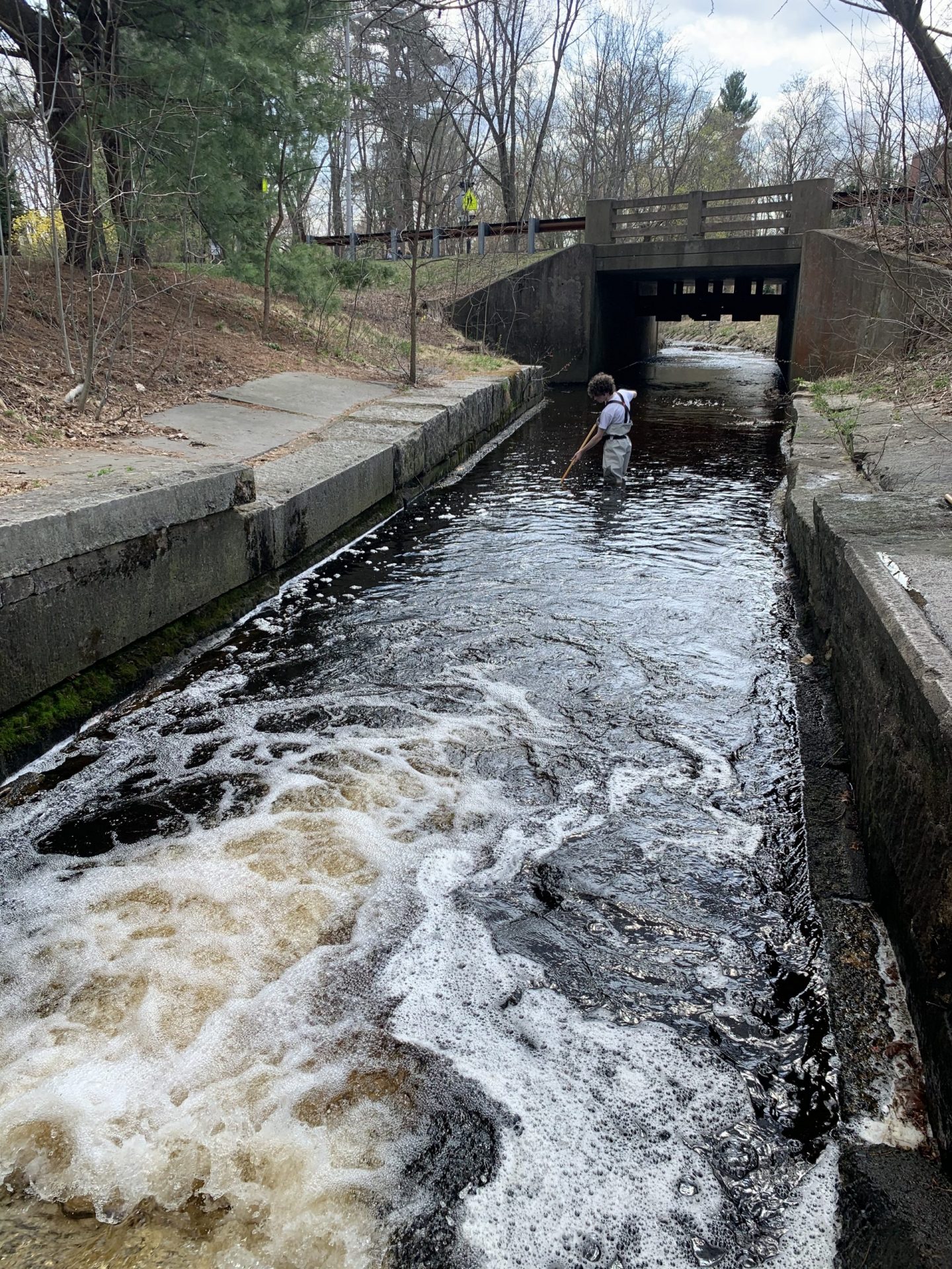 Helping the fish in Wellesley brook - The Swellesley Report