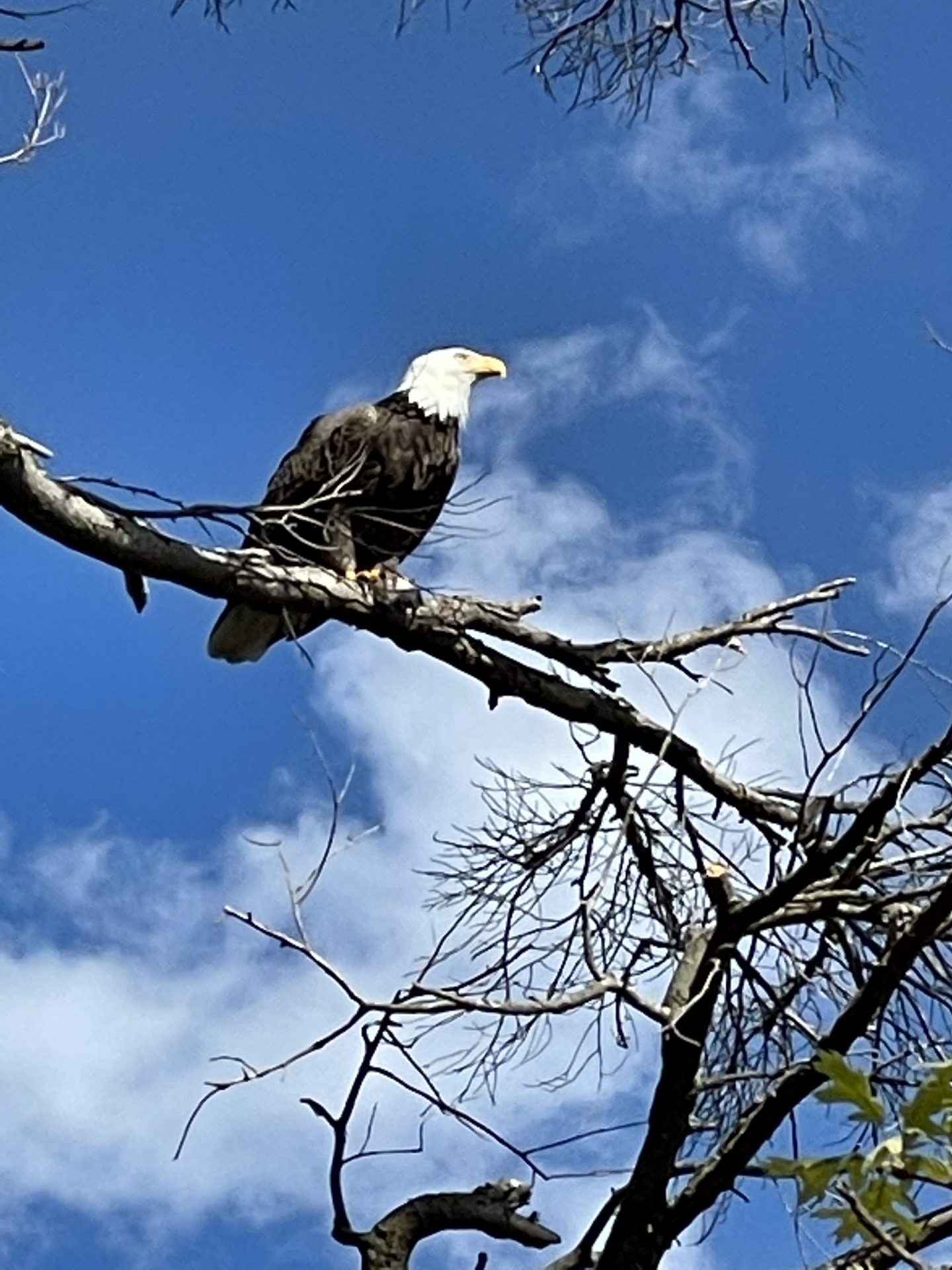 Eagle sighting at Morses Pond - The Swellesley Report