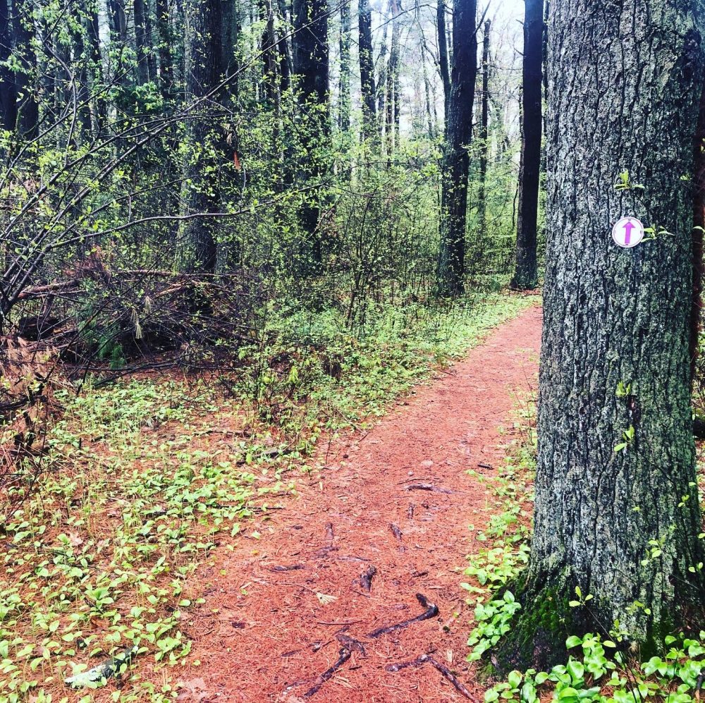 Guided Wellesley trail walk: Guernsey Path and Waban Arches - The ...