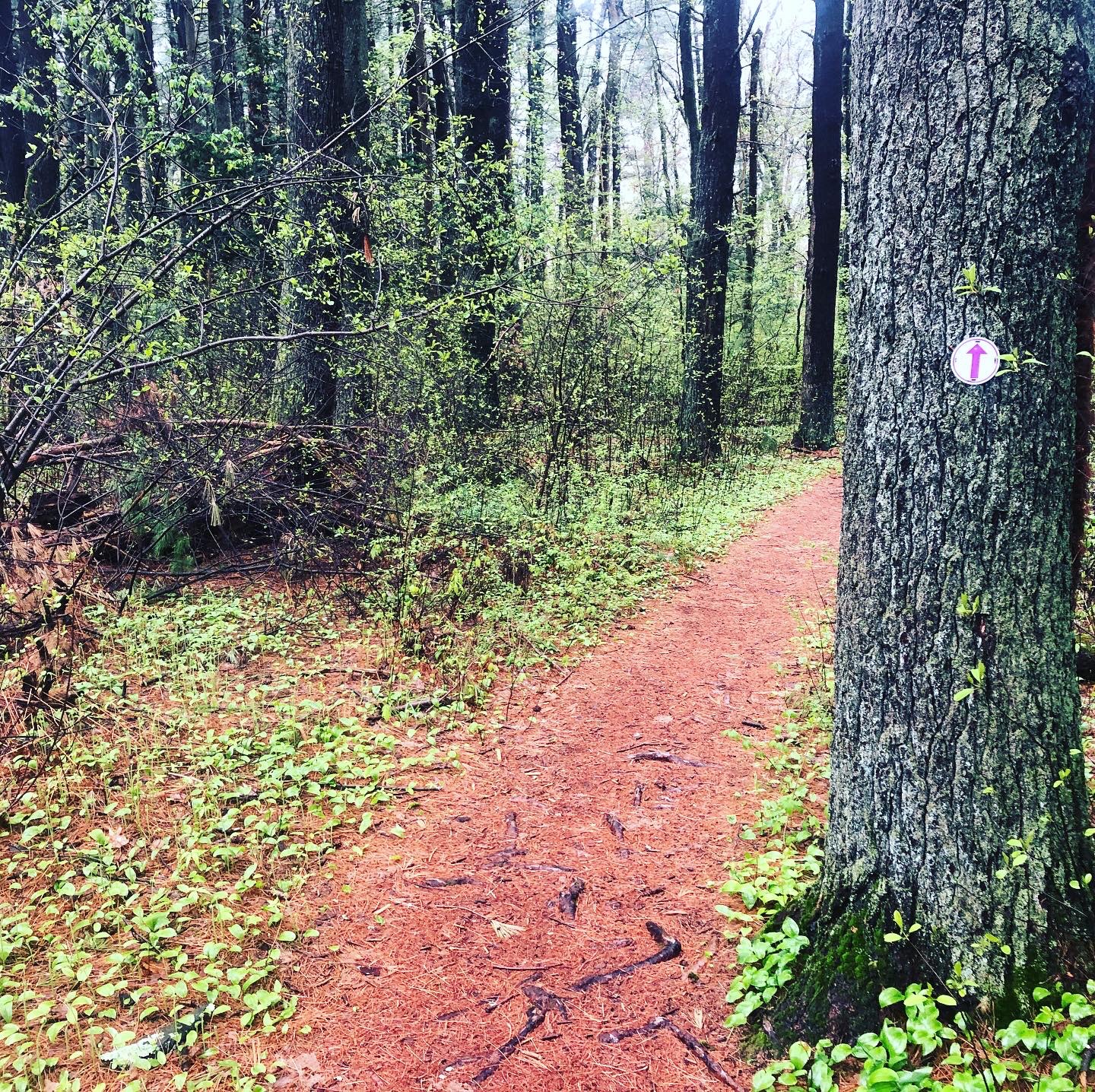 Guided Wellesley trail walk: Guernsey Path and Waban Arches - The ...