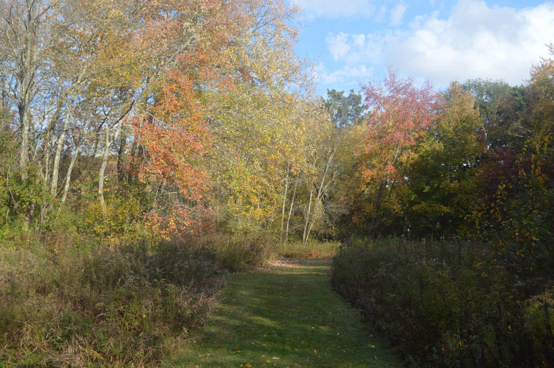Guided trail walk at Boulder Brook in Wellesley - The Swellesley Report
