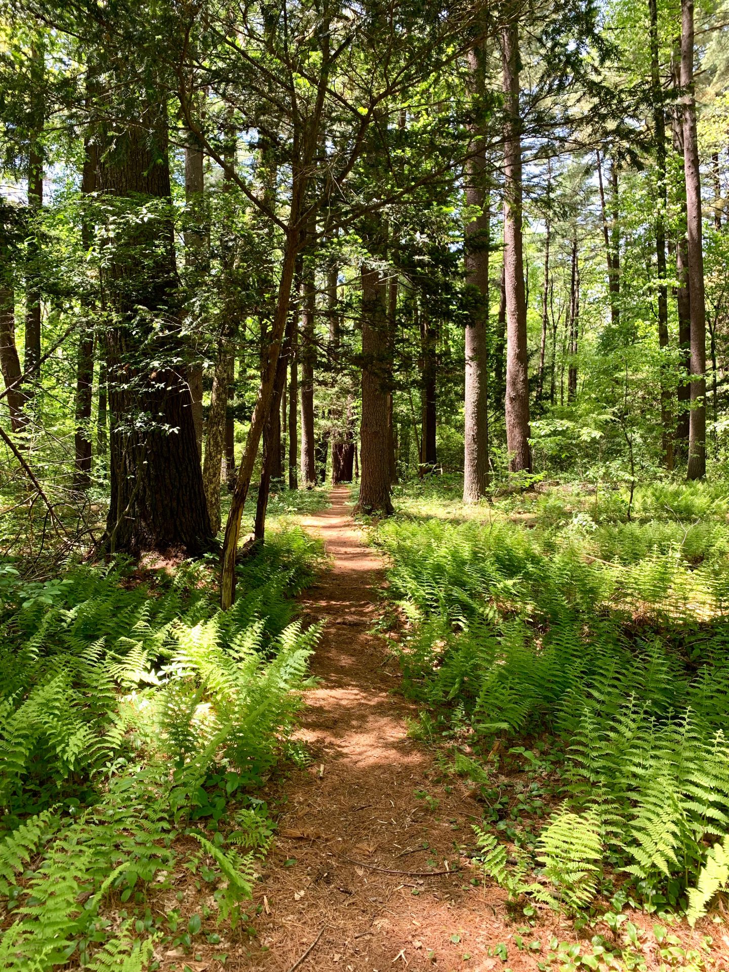 Guided Wellesley trails walks for Spring 2025 - The Swellesley Report