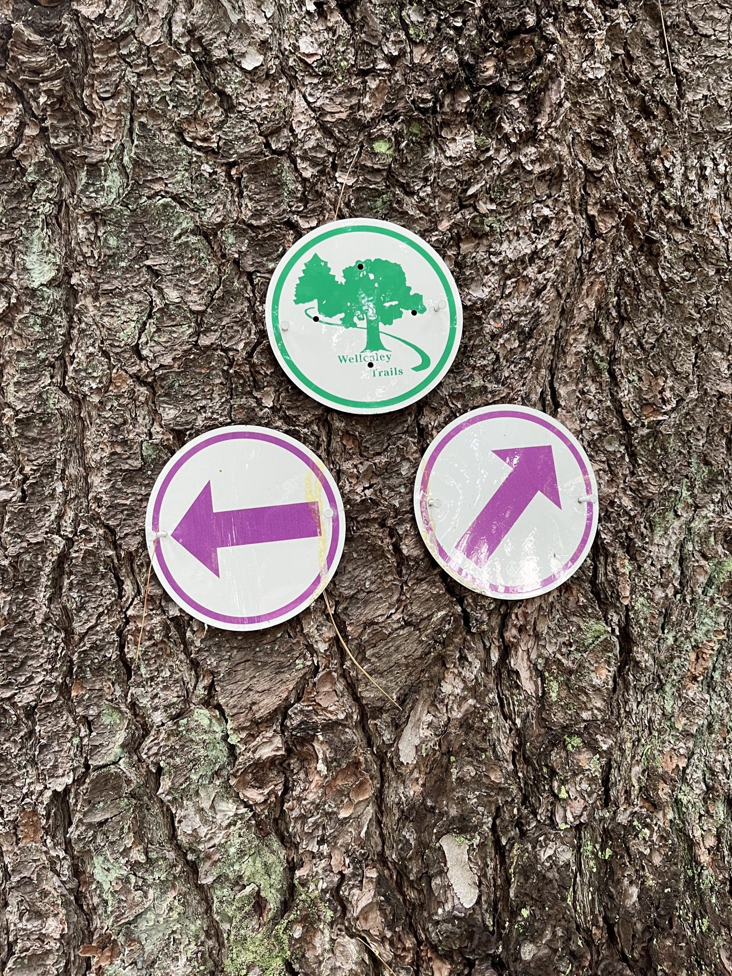 Wellesley, Mass., trail system—Trails Committee to set date for annual ...