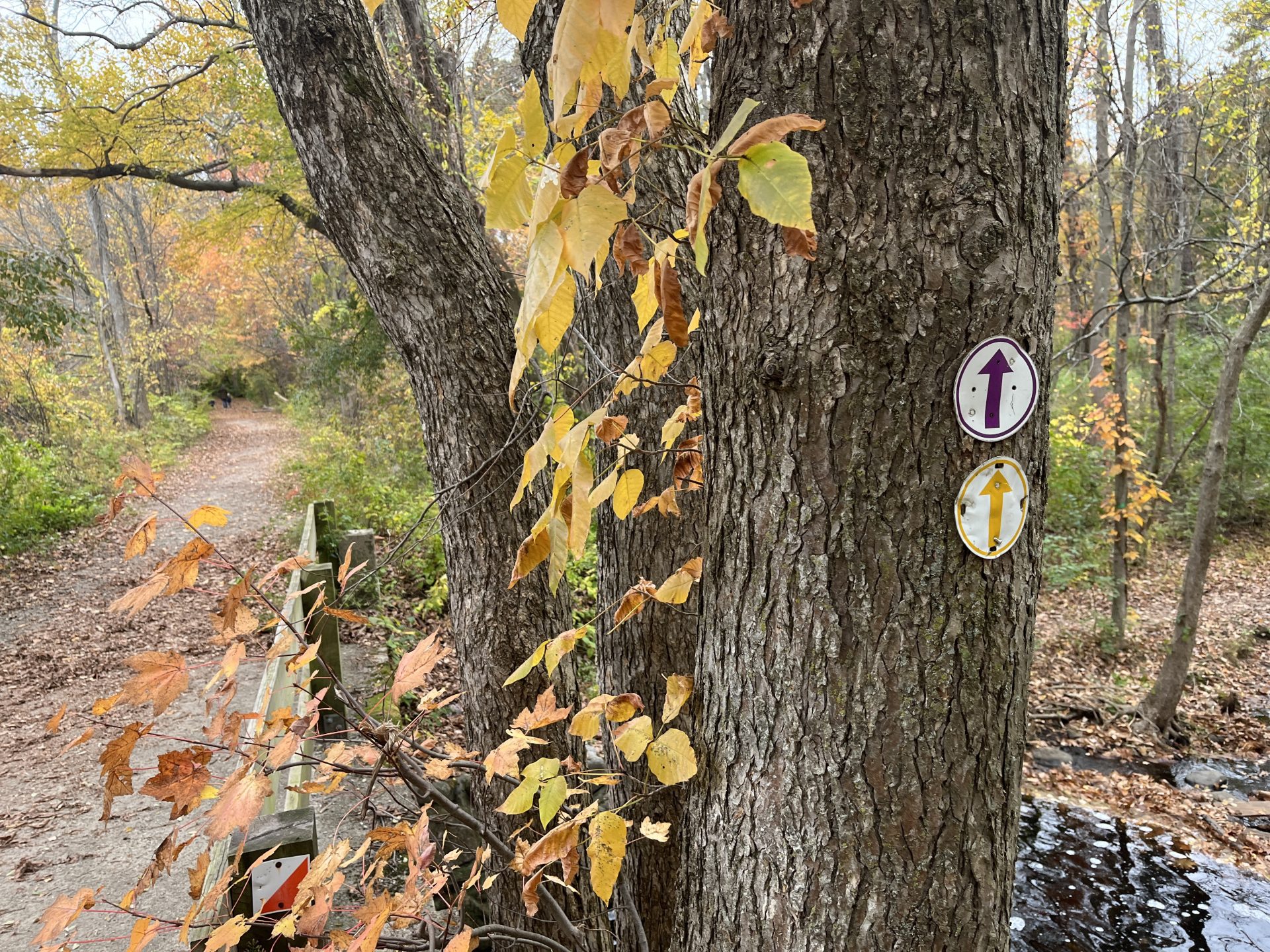 Save the dates: Guided Wellesley trail walks & activities for Fall 2024 ...