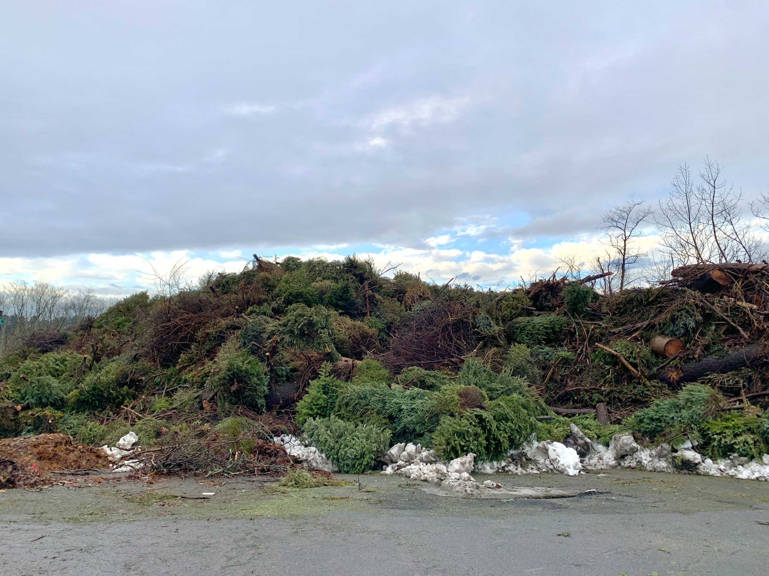 Christmas tree removal services in Wellesley - The Swellesley Report