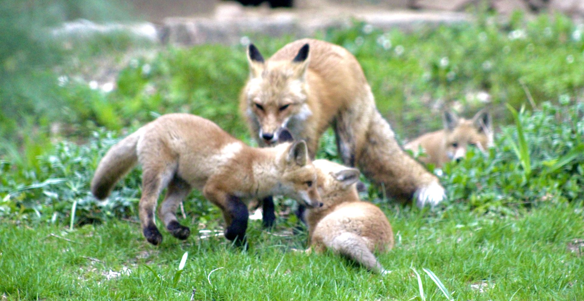 Wellesley fox family frolics - The Swellesley Report