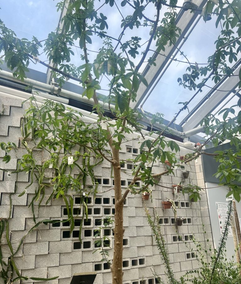 Global Flora Conservatory at Wellesley College highlights botanical ...