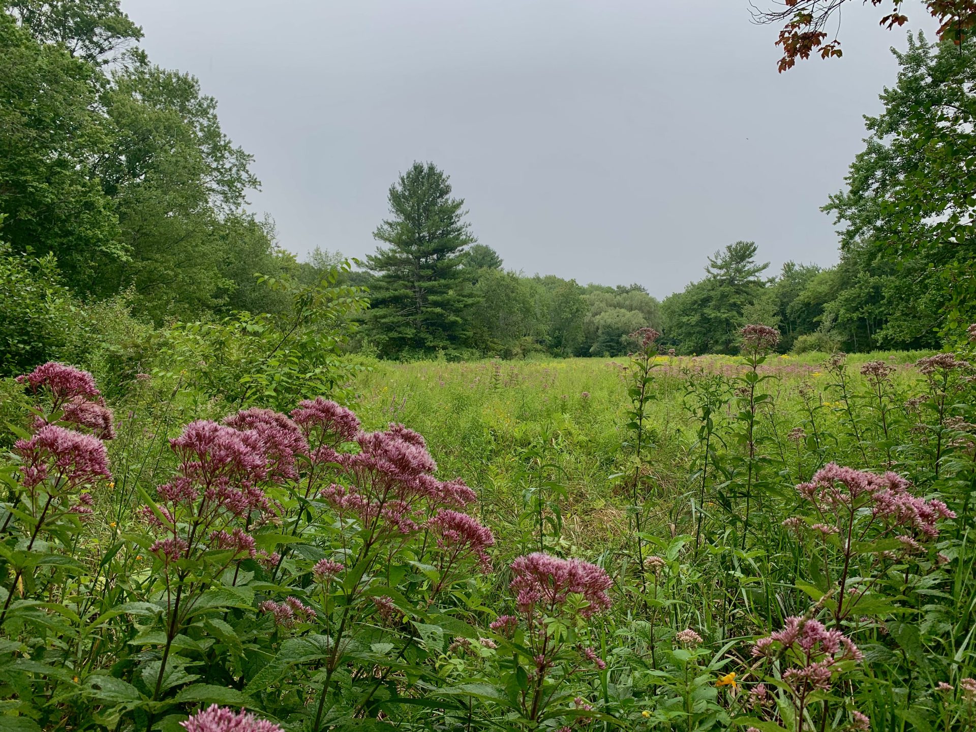 Wellesley Natural Resources Commission lays out a case for conserving ...