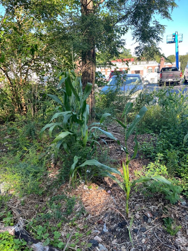 The Swellesley Report - Page 4 of 1262 - More than you really want to ...