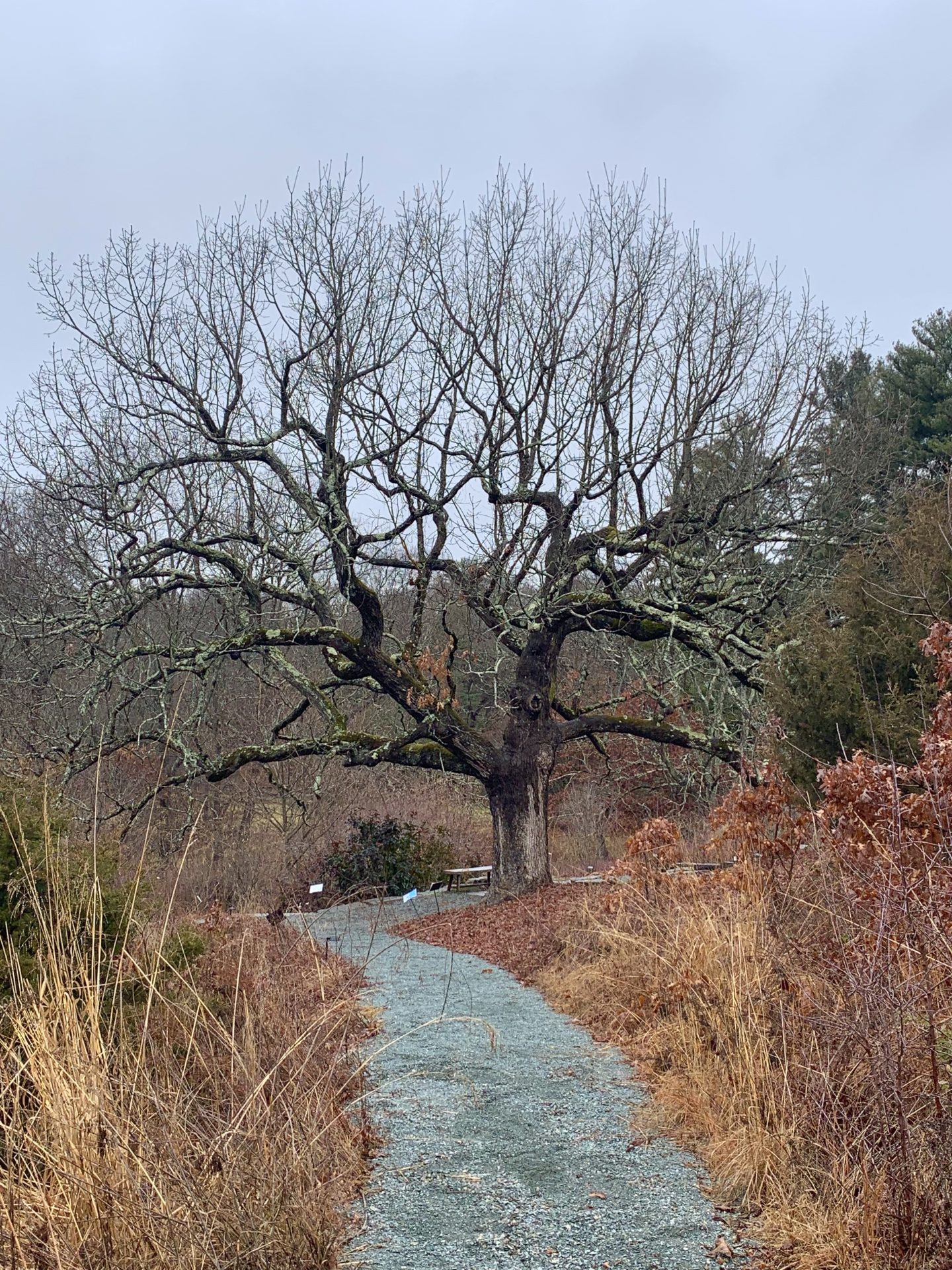 Colleges in Wellesley, Mass. - The Swellesley Report