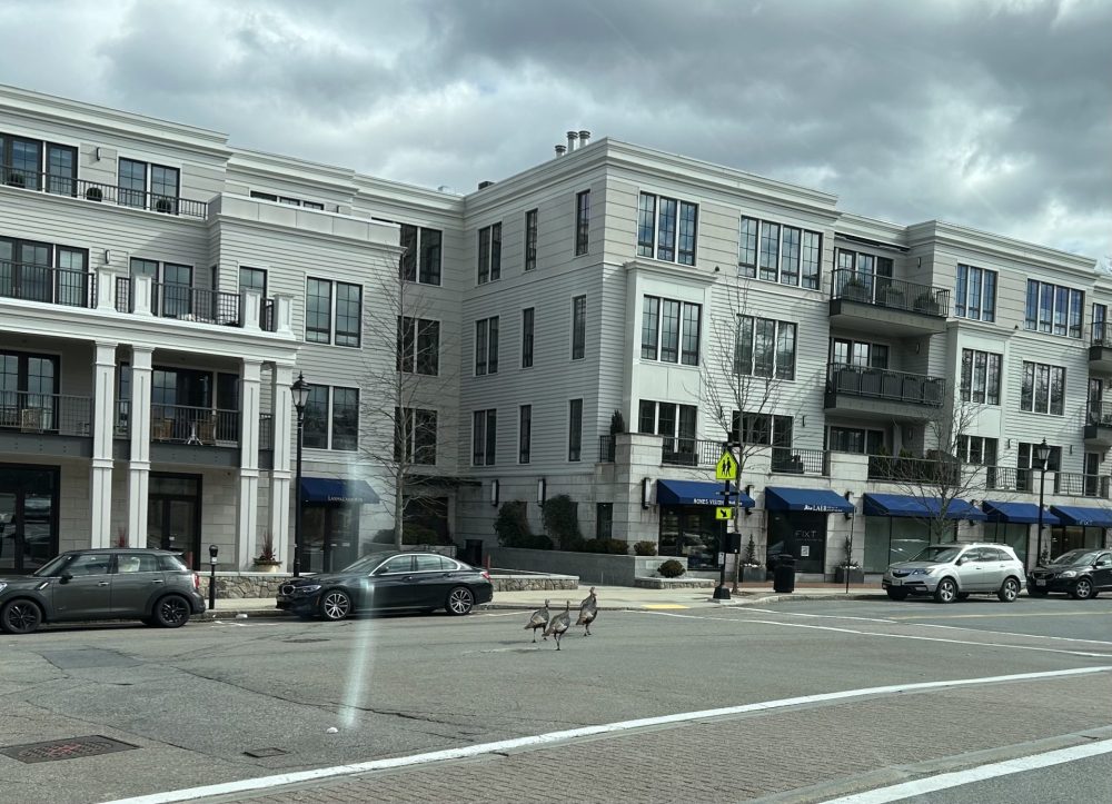 Turkeys trot in Wellesley and Church Squares - The Swellesley Report