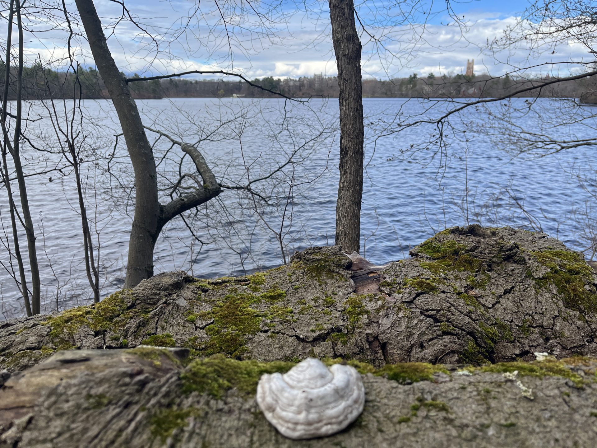 A return to Wellesley's entire Lake Waban path, at least for a day ...