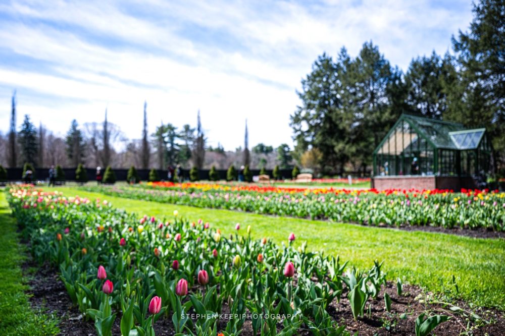 Tulip Mania springs to life at Elm Bank Reservation - The Swellesley Report