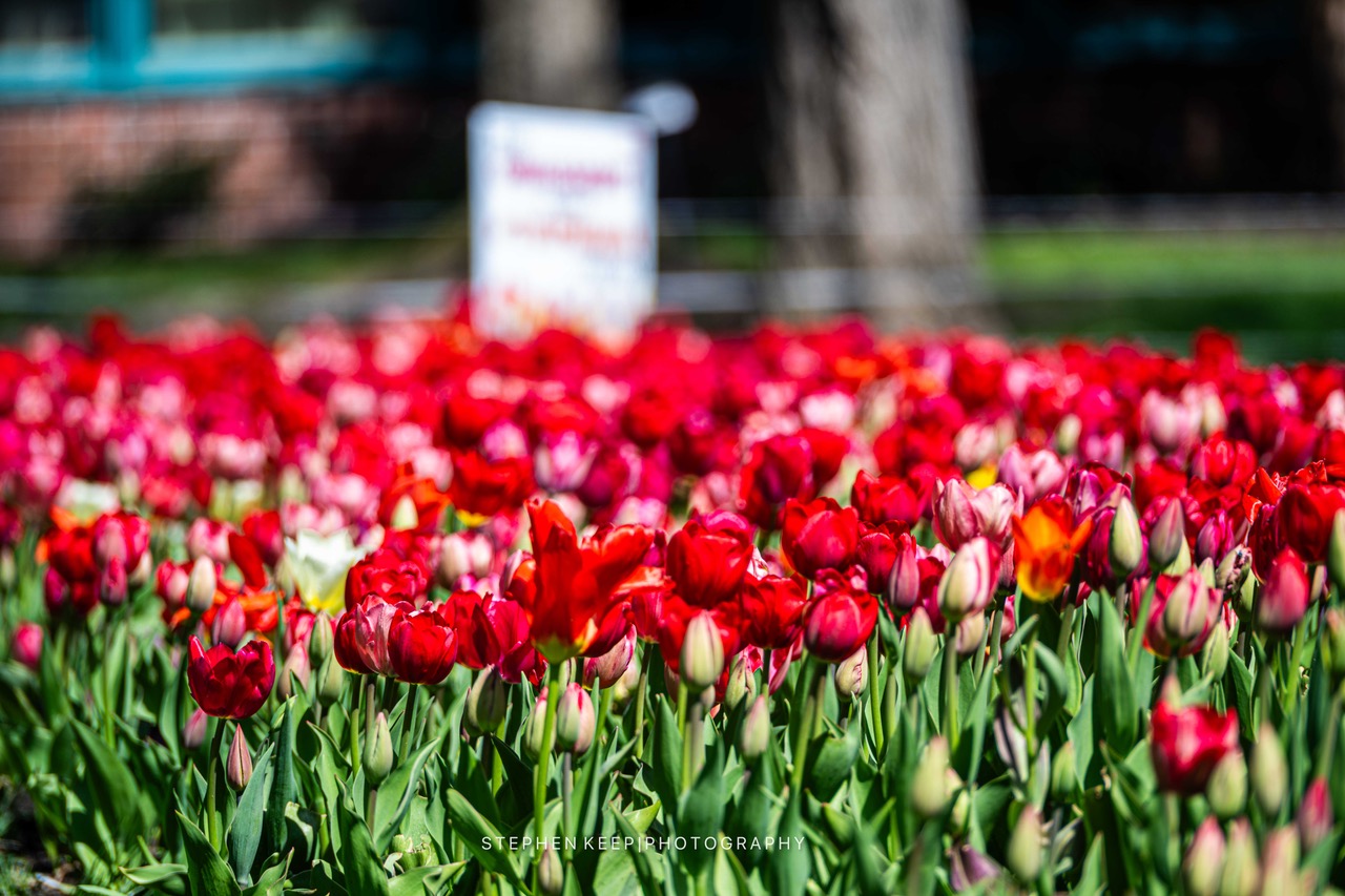 Tulip Mania springs to life at Elm Bank Reservation - The Swellesley Report