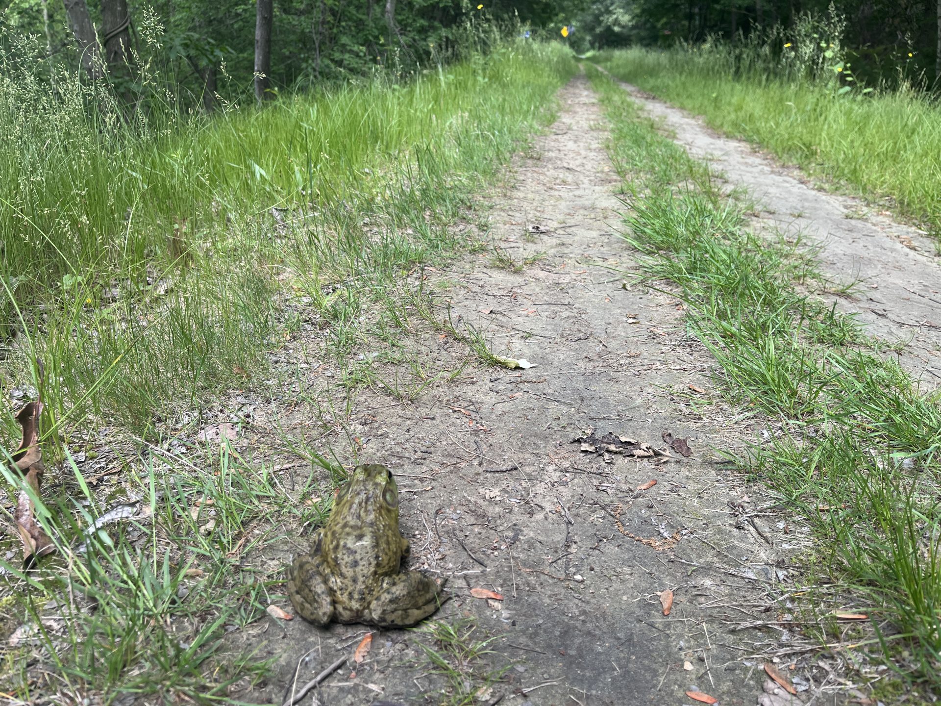 Frogs agree: It's a beautiful time to hop onto Wellesley's trails - The ...