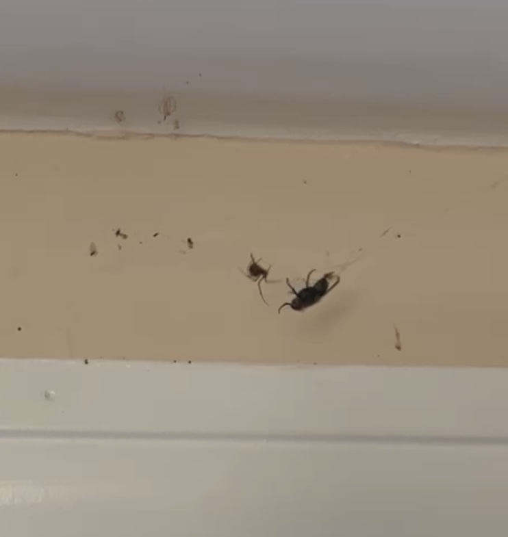 Epic Wellesley house battle: Spider vs. fly - The Swellesley Report Epic Wellesley house battle: Spider vs. fly - The Swellesley Report