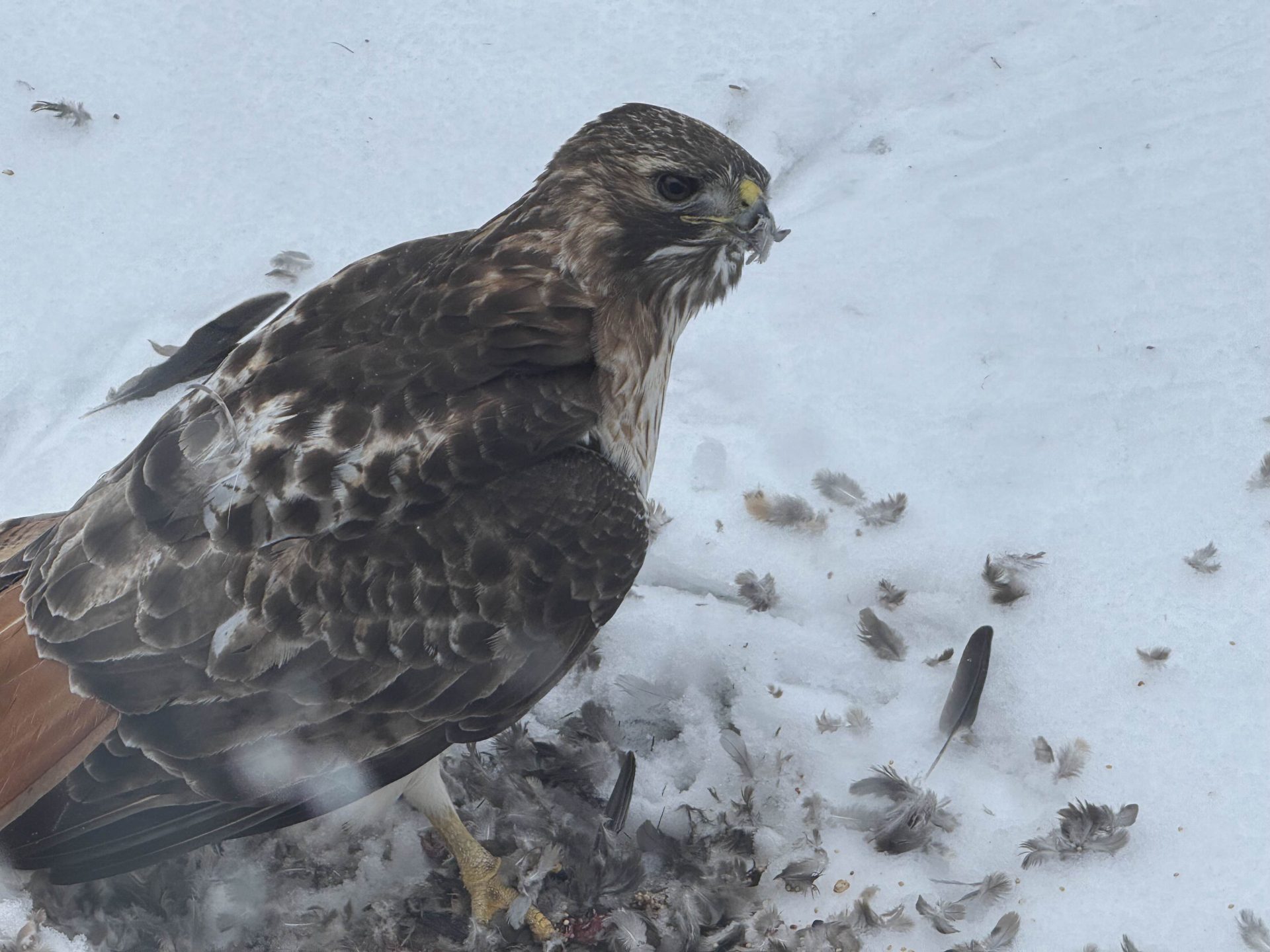 Hawk overwhelms mourning dove in Wellesley - The Swellesley Report