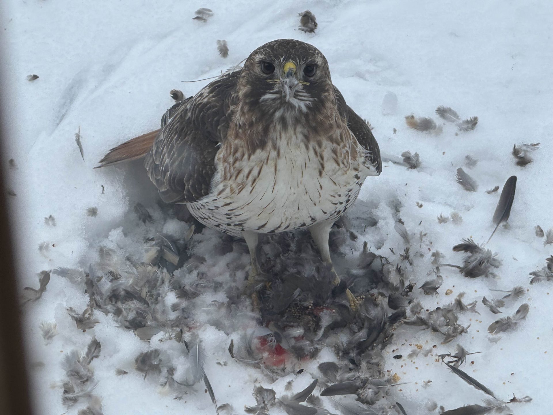 Hawk overwhelms mourning dove in Wellesley - The Swellesley Report