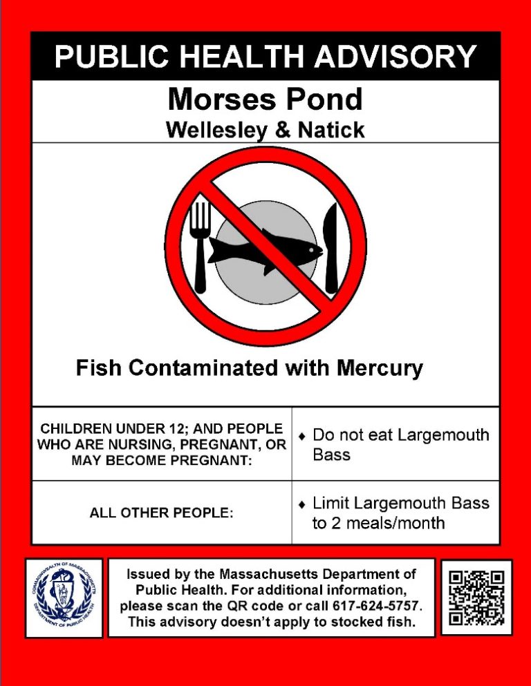 Things you should know about Morses Pond in Wellesley - The Swellesley ...