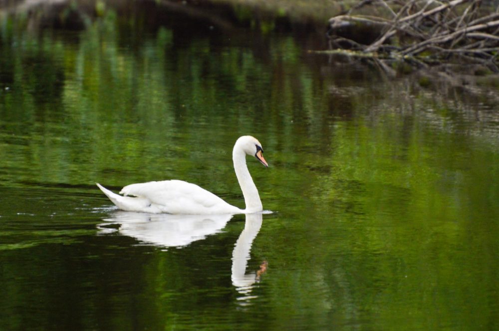 Seen on the Charles River in Wellesley this summer - The Swellesley Report