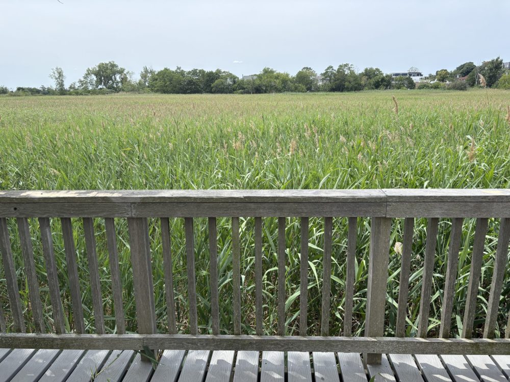Beyond Wellesley: Visiting East Boston's Belle Isle Marsh (& nearby ...