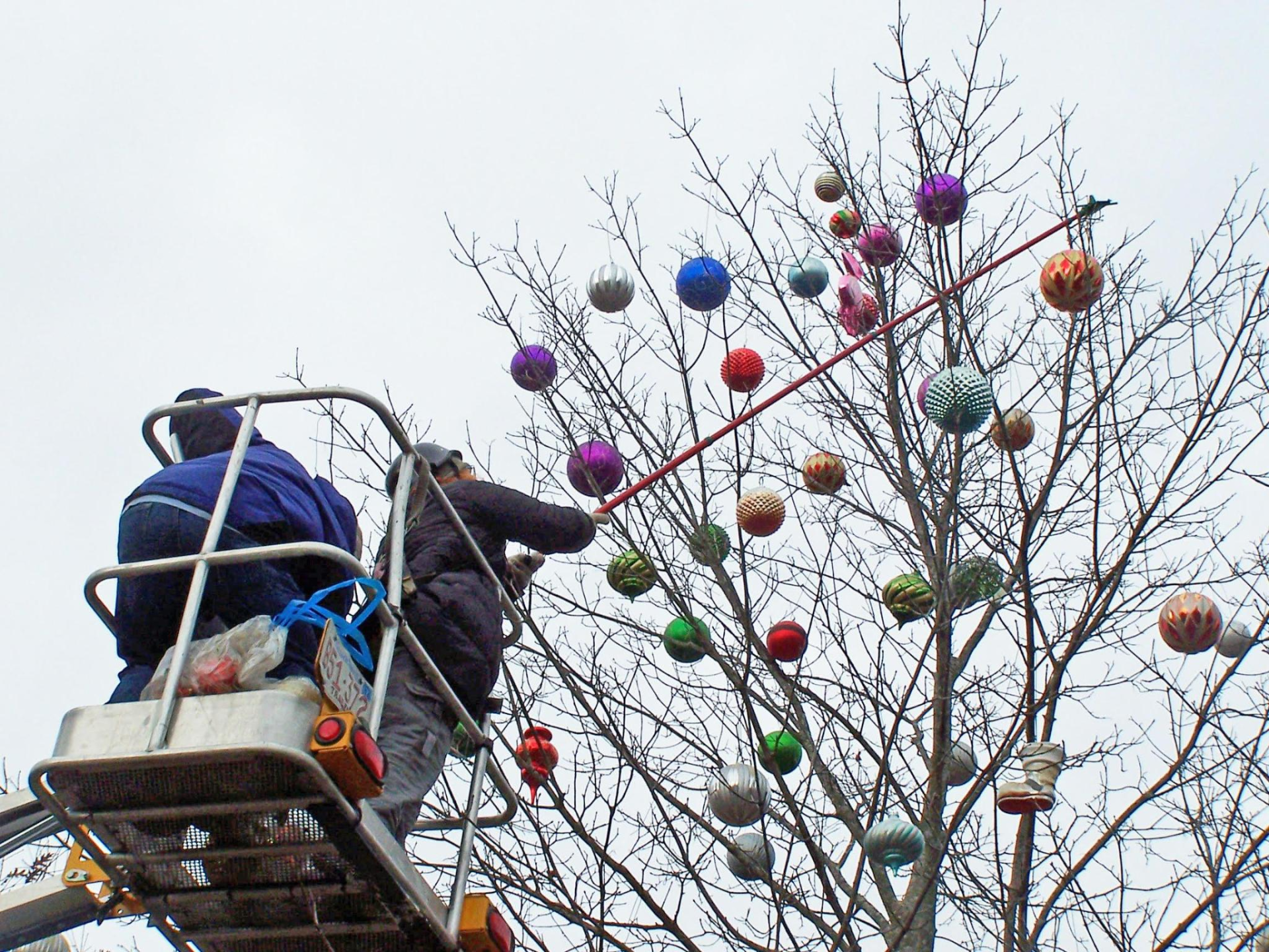 You know this Wellesley Christmas tree—there's a decorating party on ...