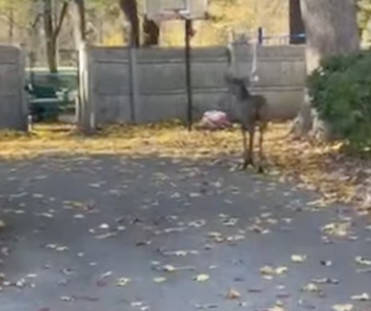 This deer was tempted to play at Wellesley's Perrin Park - The ...