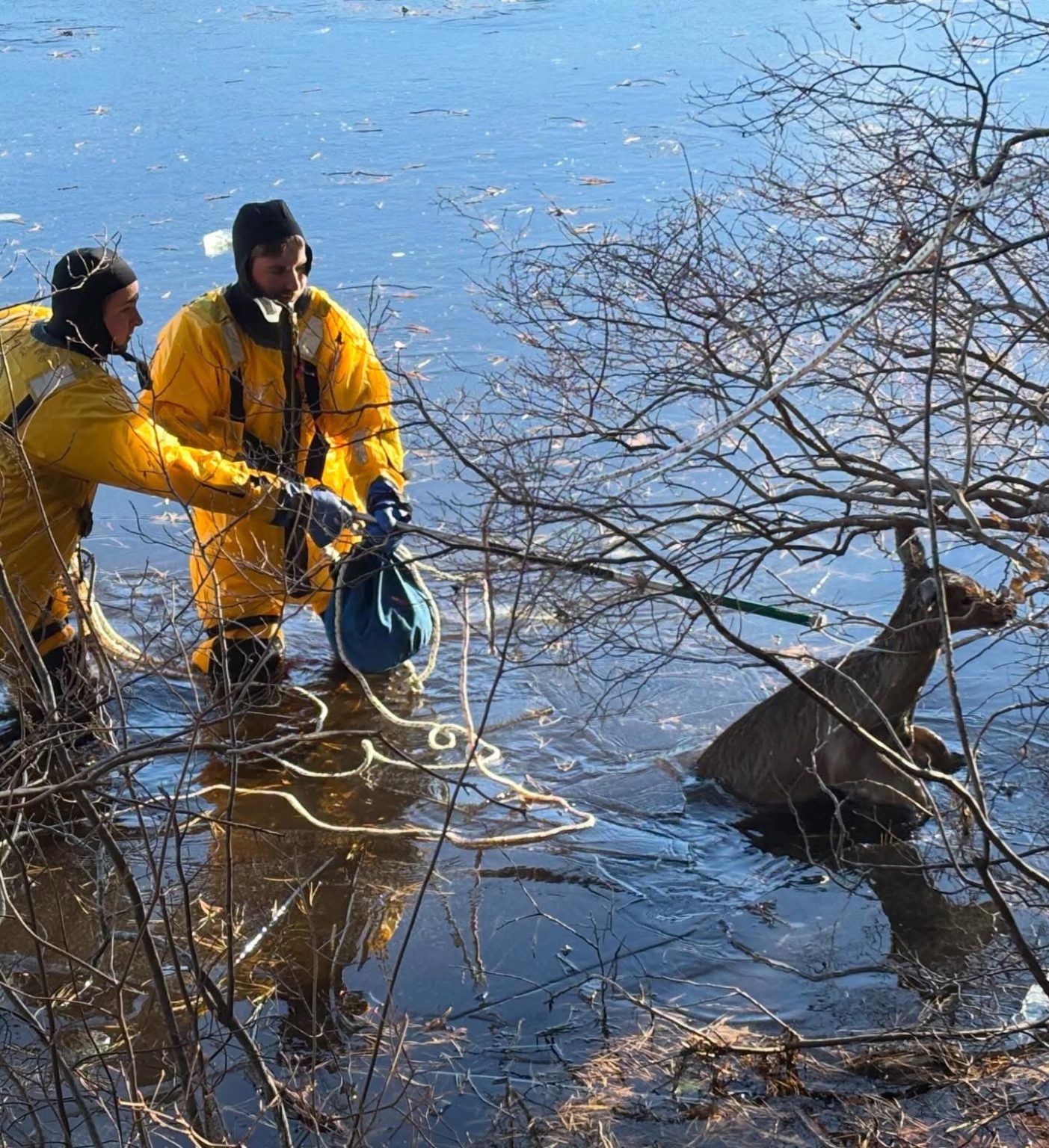 Wellesley Fire Department rescues deer from icy Lake Waban - The ...