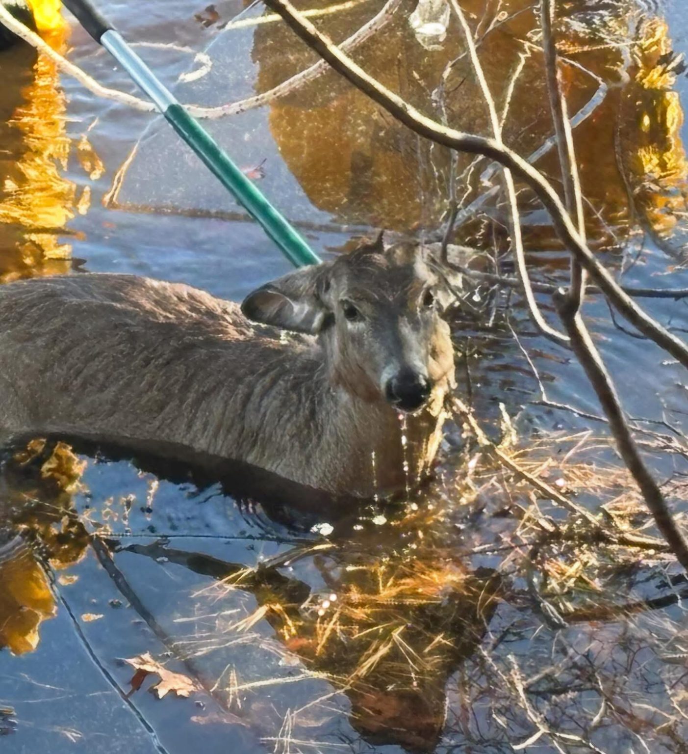 Wellesley Fire Department rescues deer from icy Lake Waban - The ...