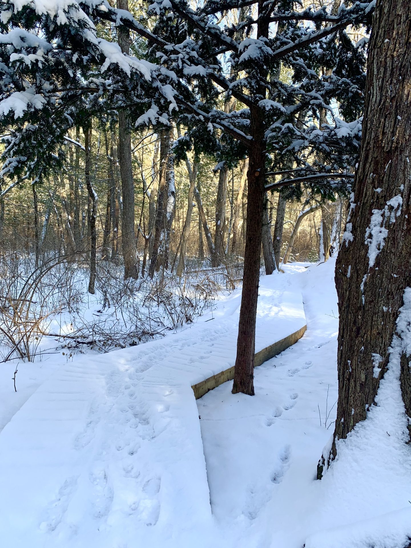 New boardwalk at Guernsey Sanctuary in Wellesley under (snow)cover for ...